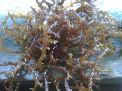 Know your Seaweed! : Kappaphycus alvarezii / Eucheuma cottonii ...