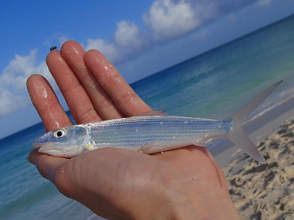 Paralyze The Mind: Aruba's Bonefish Nursery?