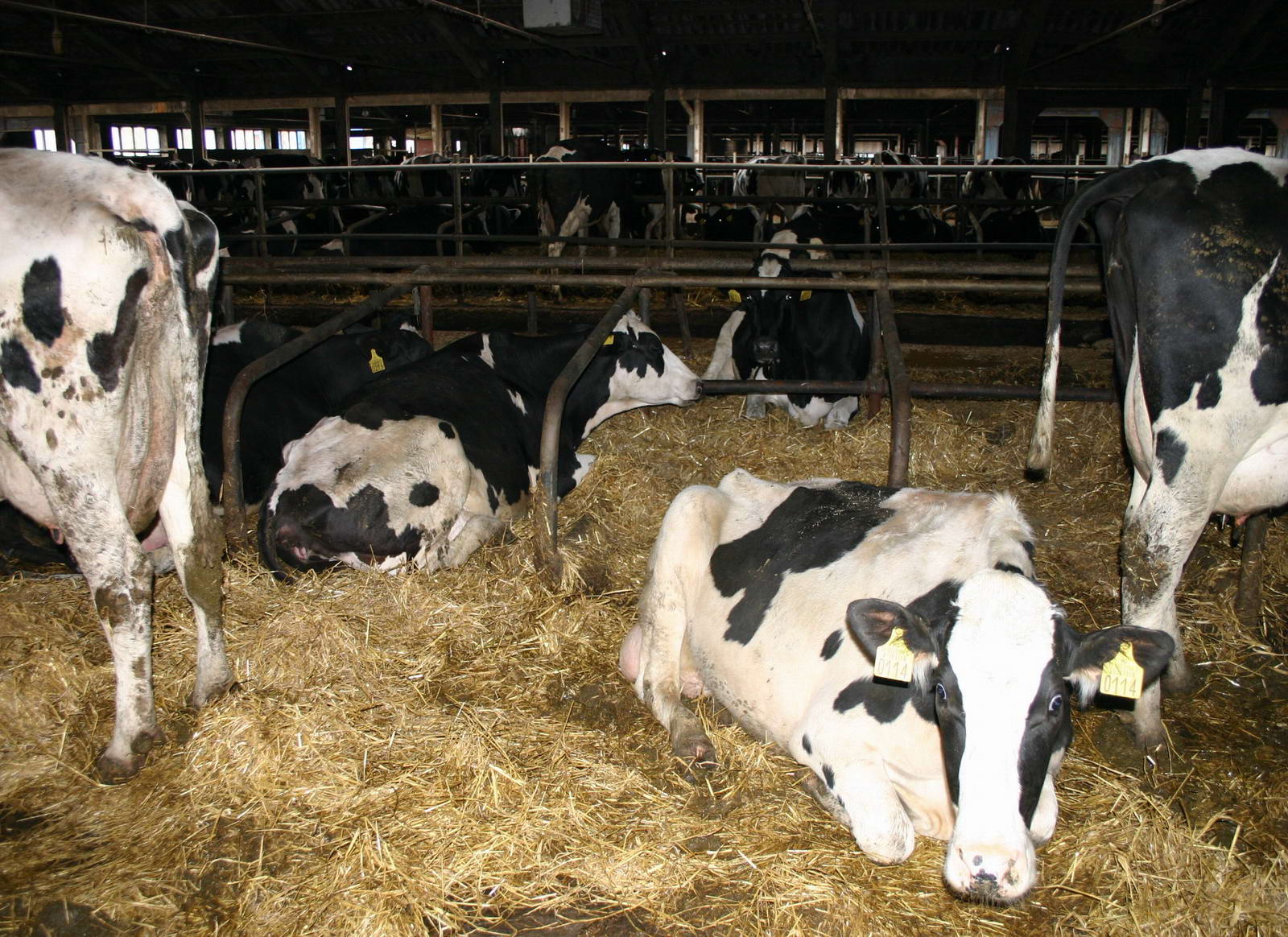 Radosny Przedszkolak: Krowa