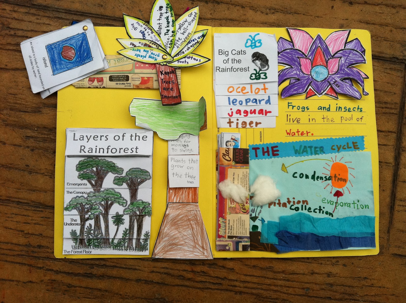 Little Beans: The Great Kapok Tree Lapbook Project