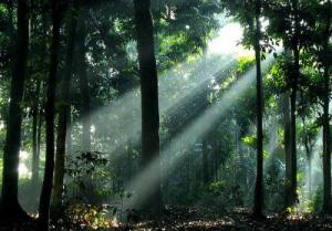 Tourims Place: Forest Park Mahrum