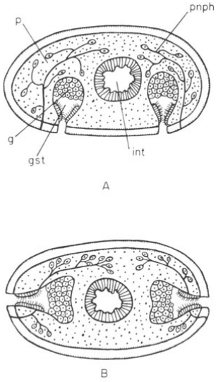 Evolution and Significance of the Coelom