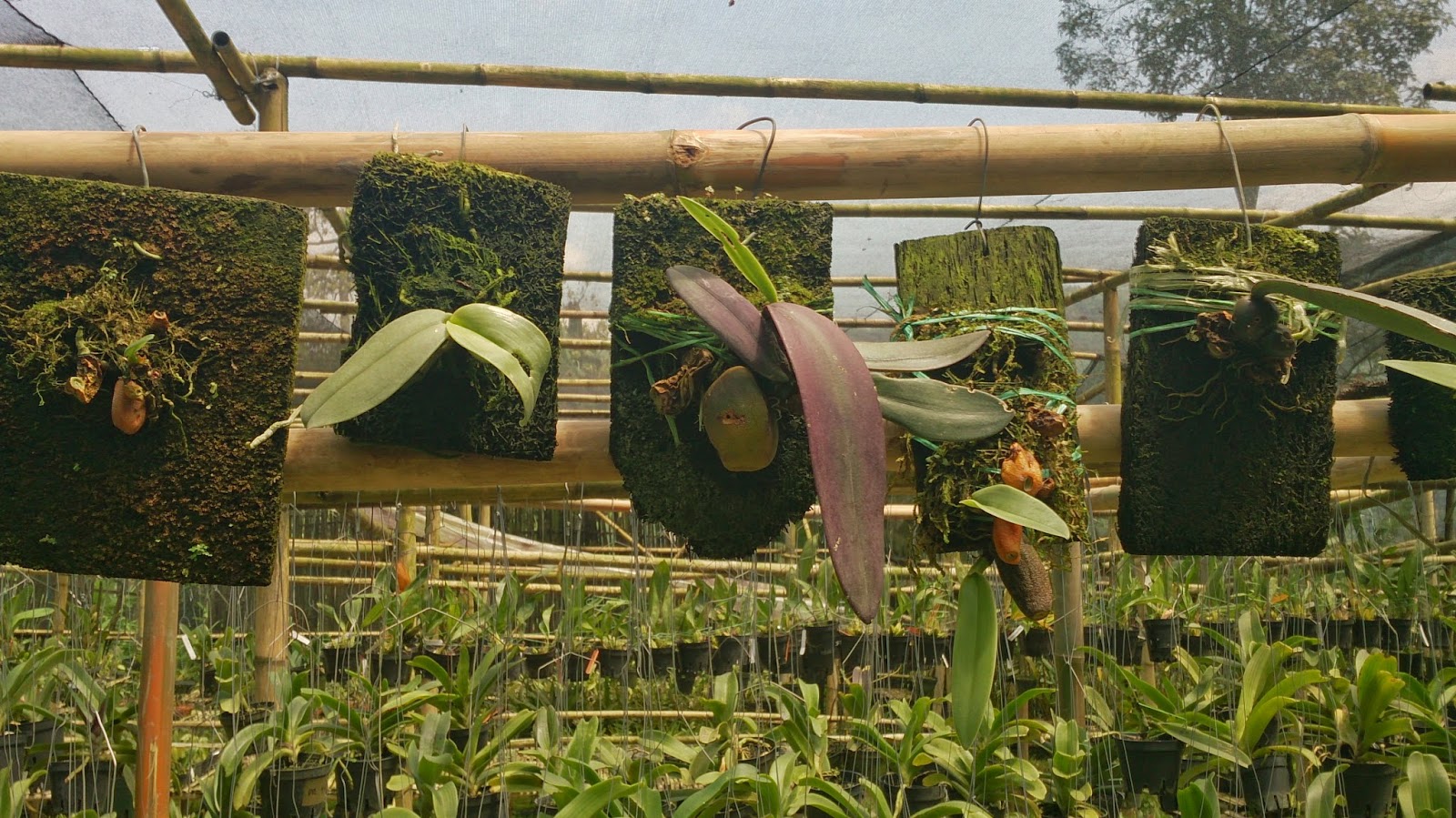 CENTRA ANGGREK: Bulbophyllum Phalaenopsis (anggrek dasi)