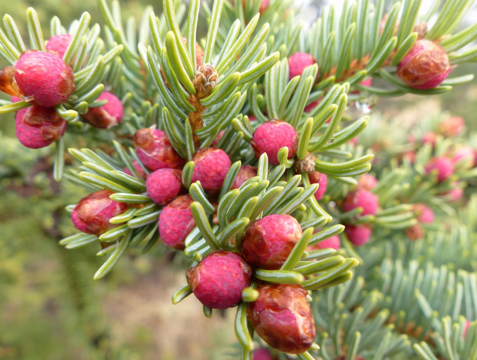 keeper of wild places: immature spruce cones