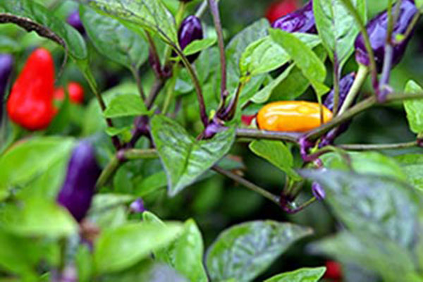Cabai Hias (Capsicum Annuum) - Tukang taman Murah