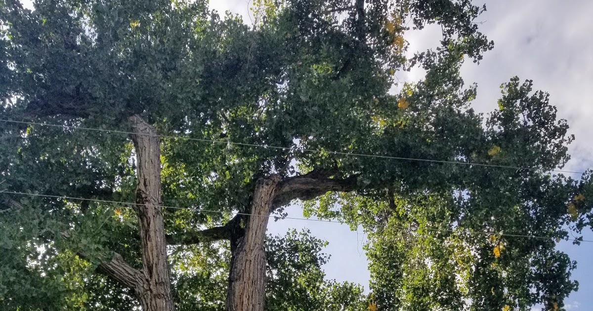 Mille Fiori Favoriti: The Cottonwood Tree, "Pioneer of the Prairie"