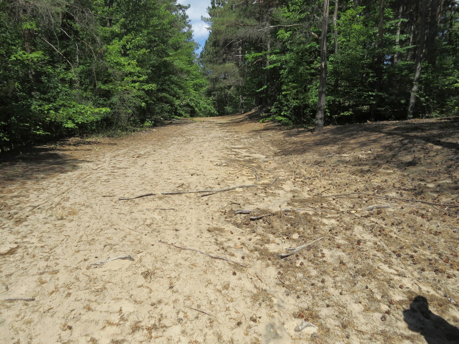 Project Greenbelt: Pinhey Forest – Trail 31 and 32