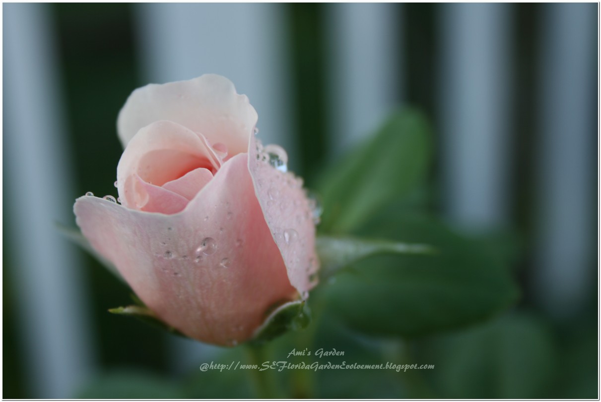 Southeast Florida Garden Evolvement: Rose Update