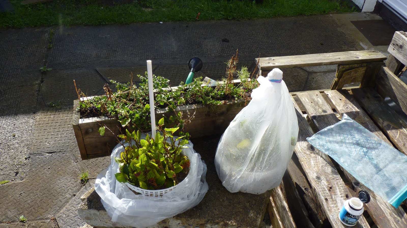 Shannon Allotments: Propogating beech hedge cuttings