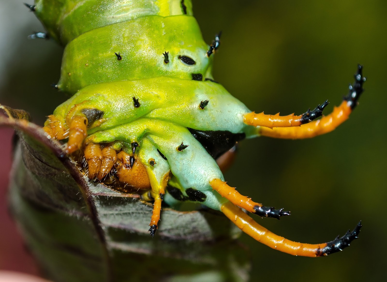 On the Subject of Nature: Hickory Horned Devil