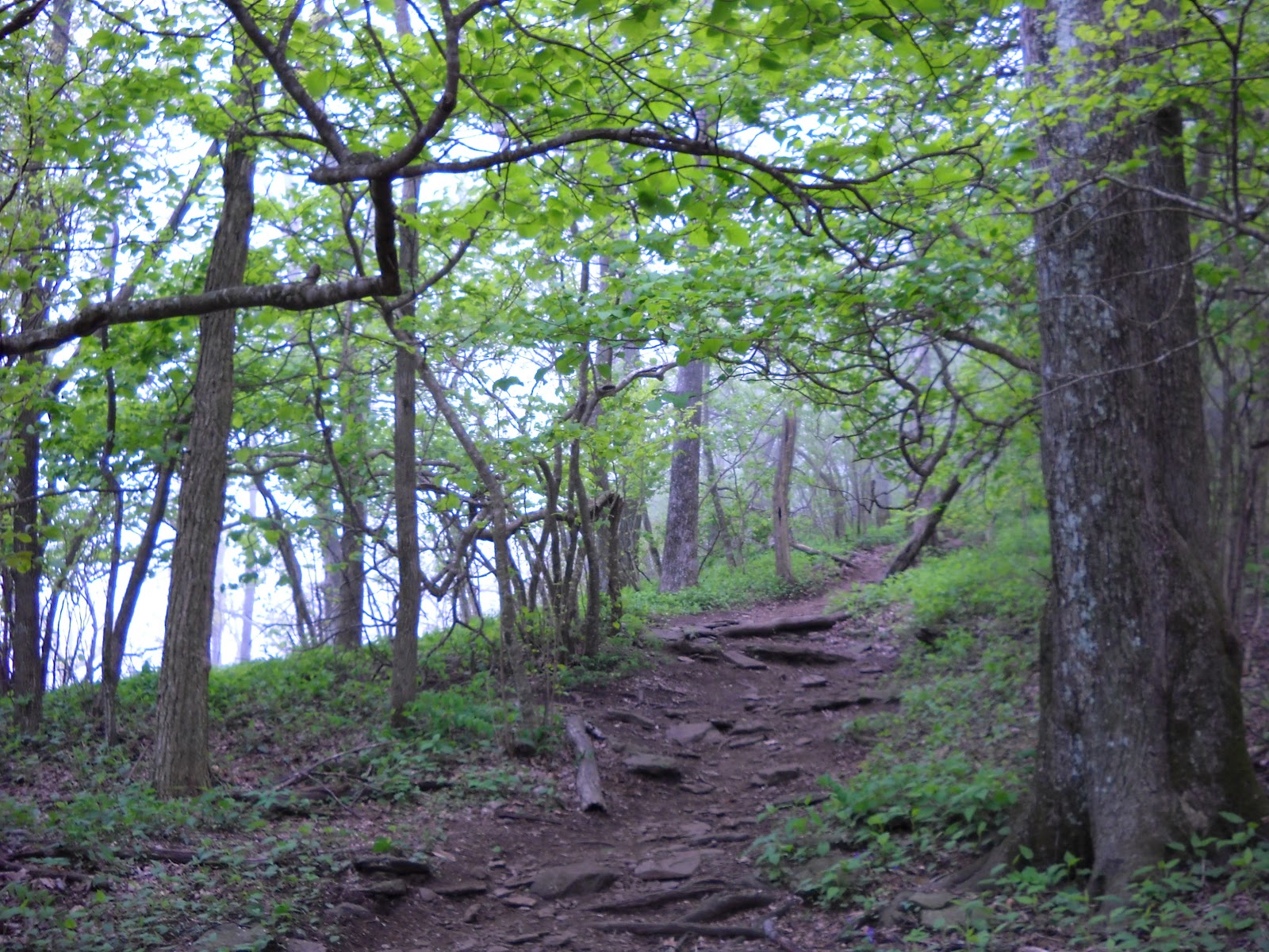 Travel in Retirement: Appalachian Trail - Hogpen Gap to Neels Gap