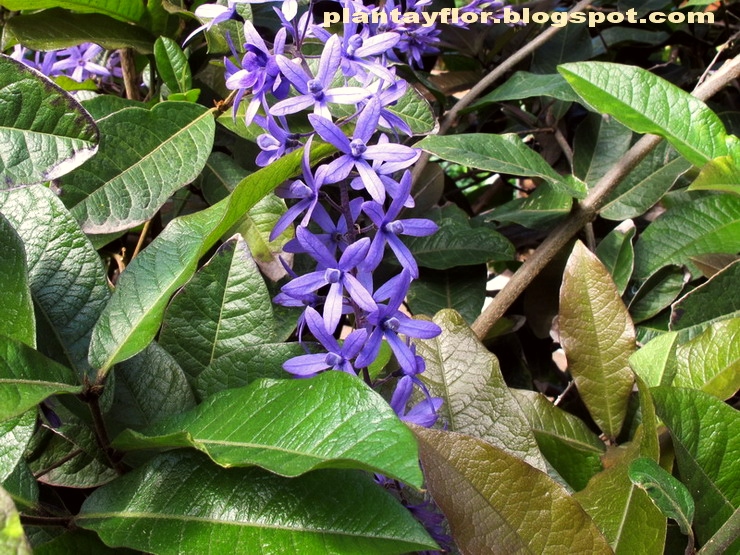 Plantas y flores: Petrea volubilis