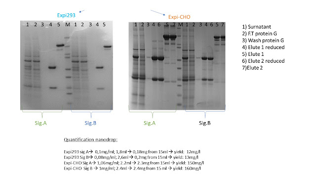 ProteoCool: ProteoCool Pills#8: Expi-CHO a powerful cell line for ...