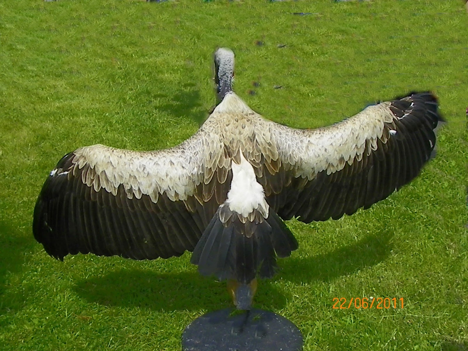 NATURALEZA desde ASTURIAS: BUITRE DORSIBLANCO AFRICANO