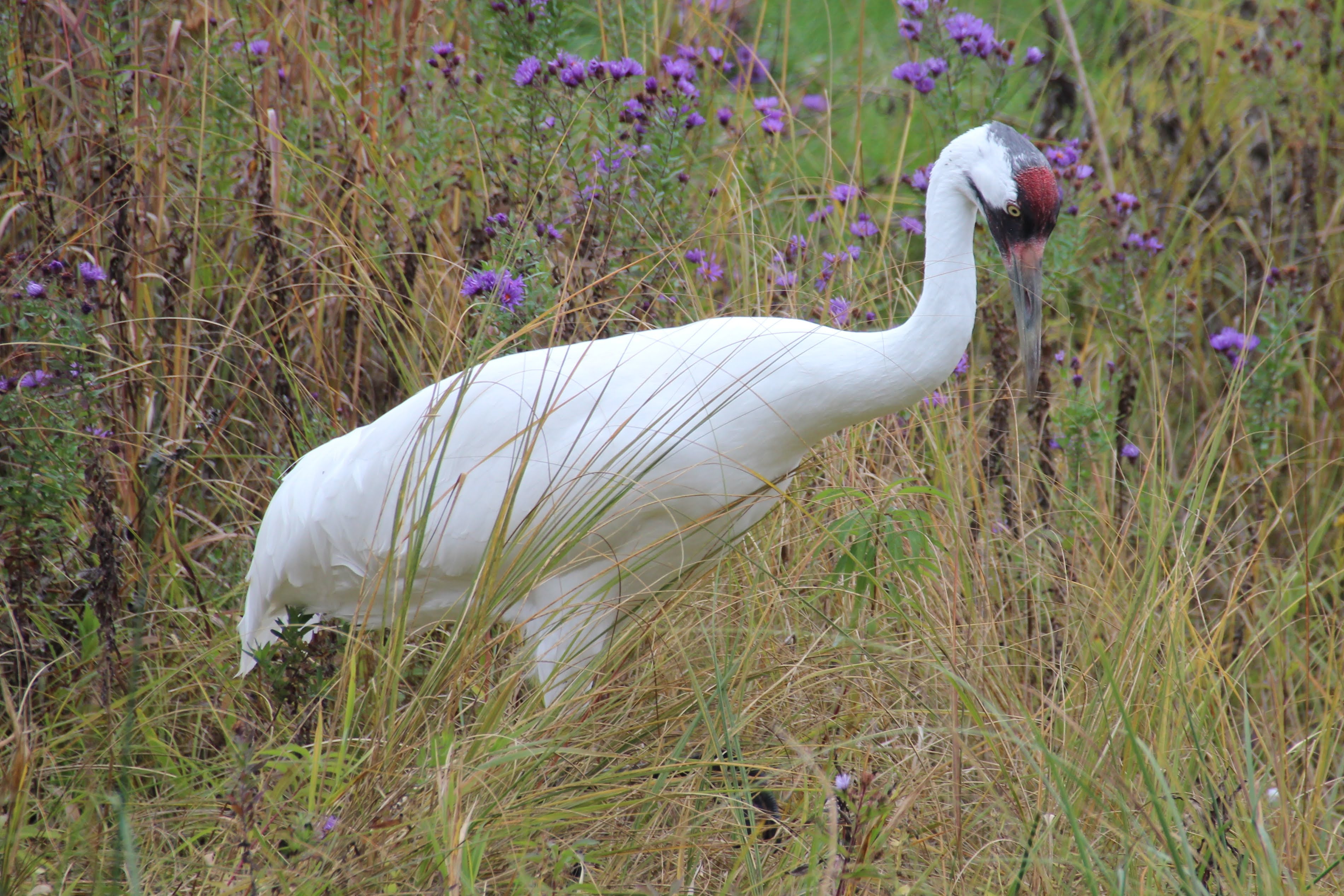 To Behold the Beauty: Still More Cranes