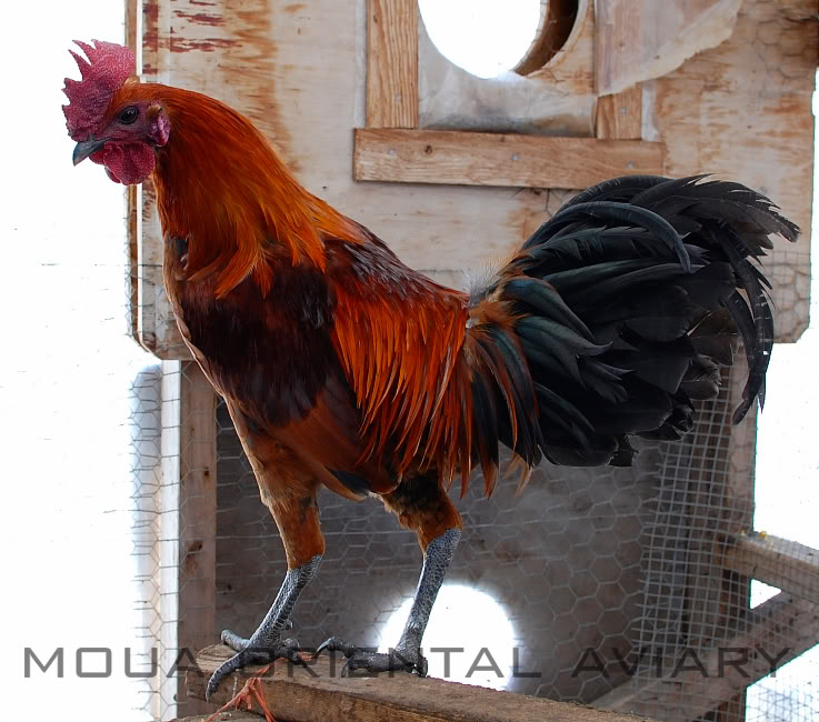 Sathineni: Aseels - Indian Rooster
