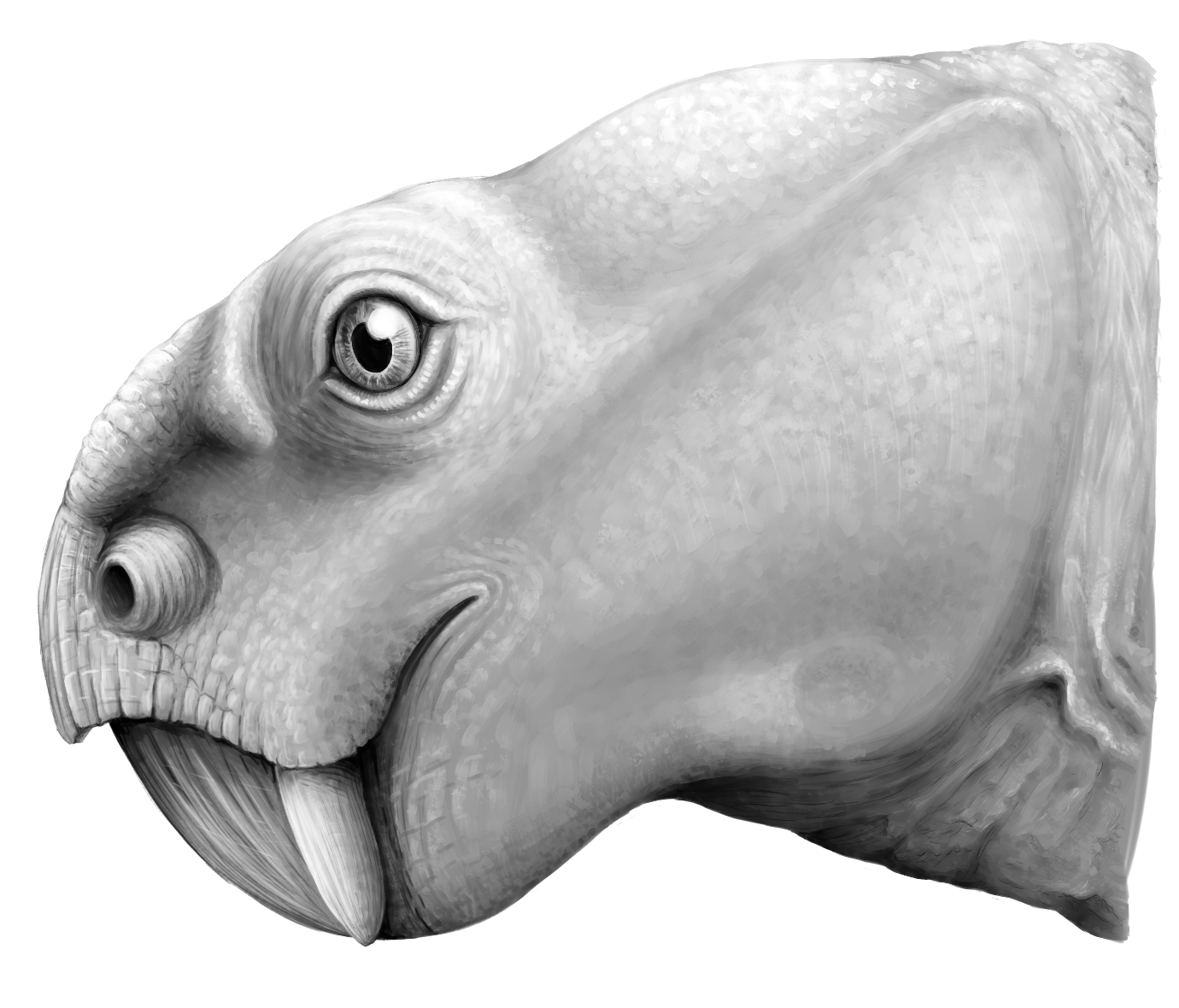 Double Dog Teeth: Dicynodont Year-in-Review 2020