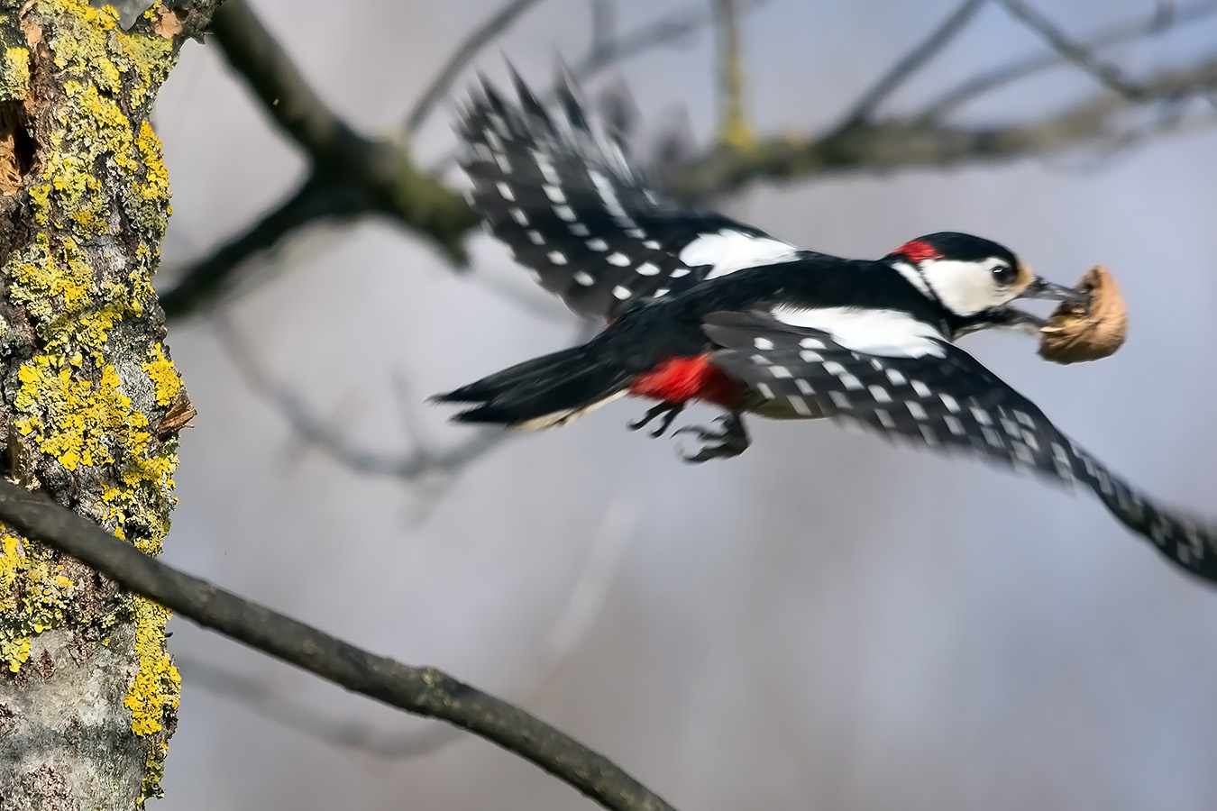 Pensierini sparsi: Picchio rosso maggiore