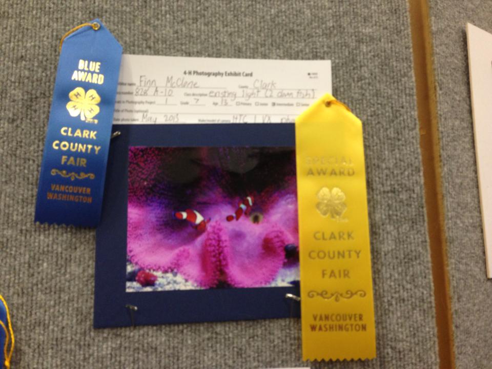 Melissa's Diary: Cat 4-H at the Clark County Fair