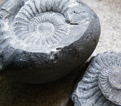 Shaligram Shila | The Remedy Point