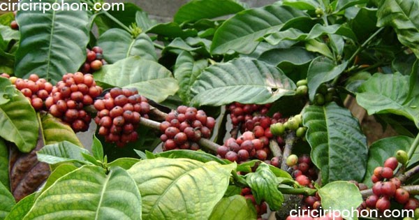 Pohon Kopi Arabika - Ciriciripohon.com