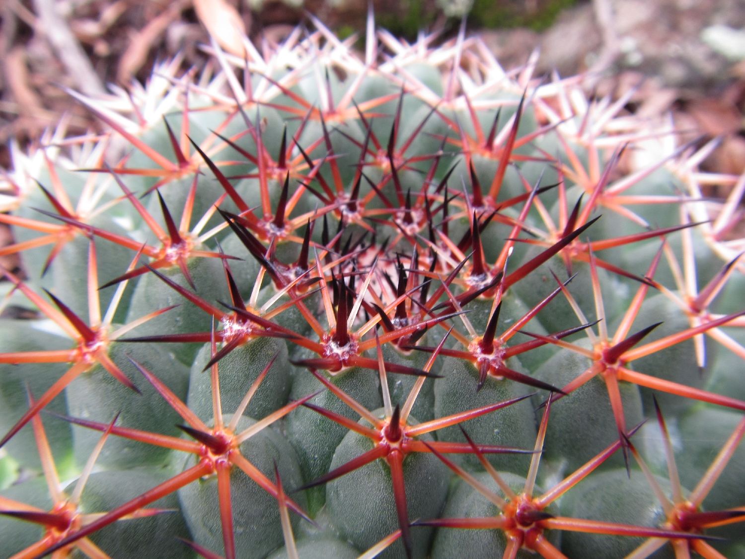 El cuexcomate: Cactaceae