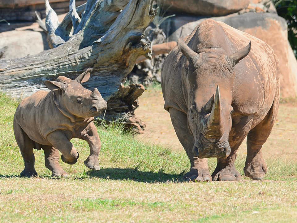 Time Pet & Rogz - Save the Rhino Campaign | Australian Dog Lover