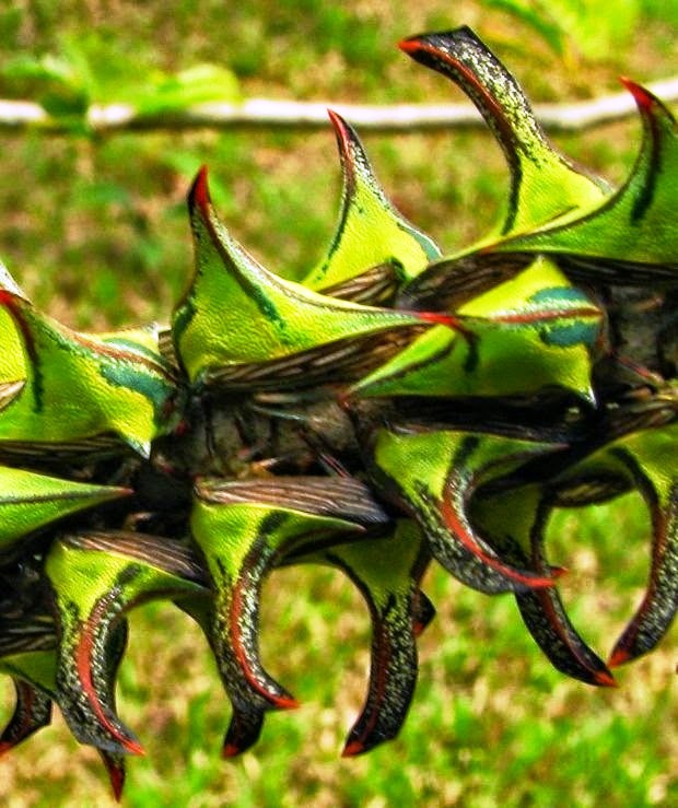 UMBONIA SPINOSA photos - wallpapers (ανανεωμένο) | the fun bank
