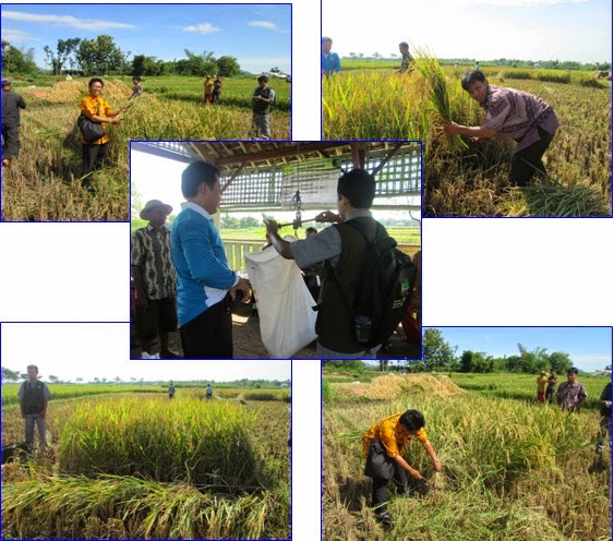 Ubinan padi sawah ~ Jejak Bpp Mojo