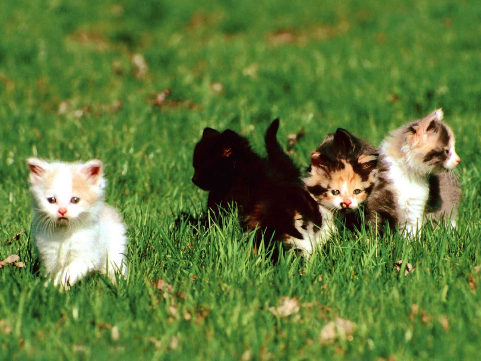 imagenes de gatos,gatitos,mascotas,wallpapers,fondos,cats