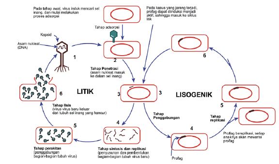 Materi Replikasi Virus Mapel Biologi kelas 10 SMA/MA - Lemari Soal
