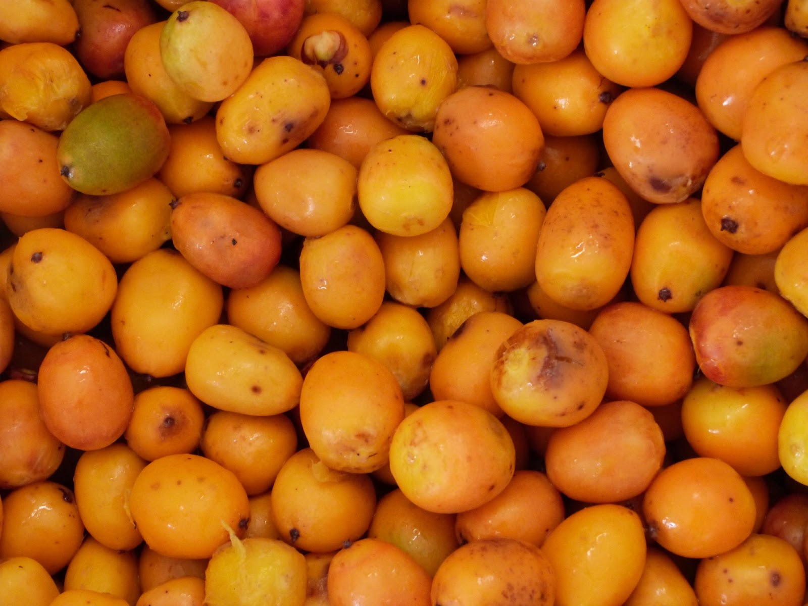 Fruta Azeda Do Nordeste - FDPLEARN