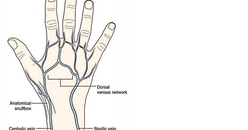 easyhumanatomy: Dorsal venous arch of hand : superficial vein of upper limb