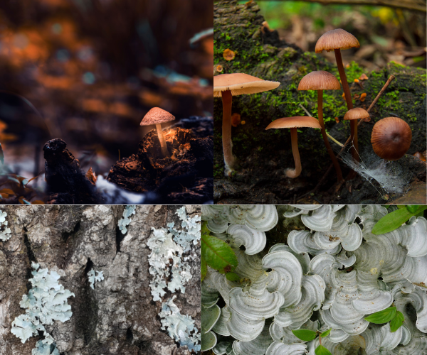 Fungi Phycomycetes Ascomycetes Basidiomycetes | Upgrading Biology
