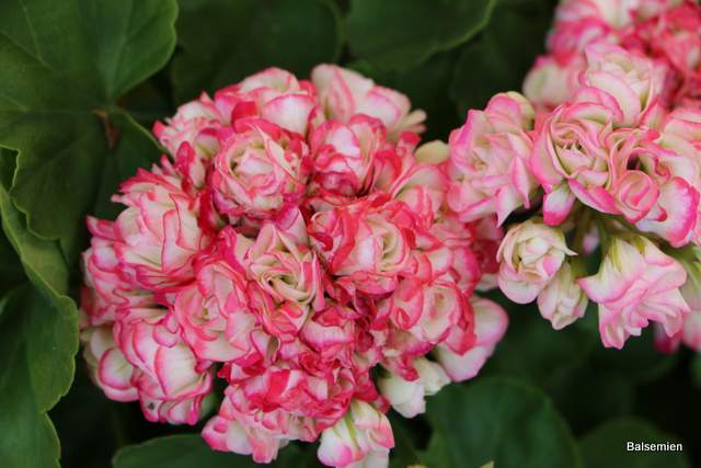 Balsemien: Achter de geranium...