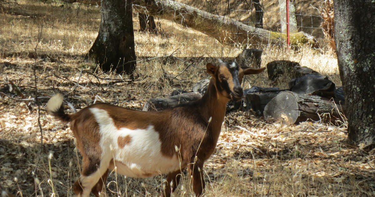 My Hill House Adventure: Goats and Bats
