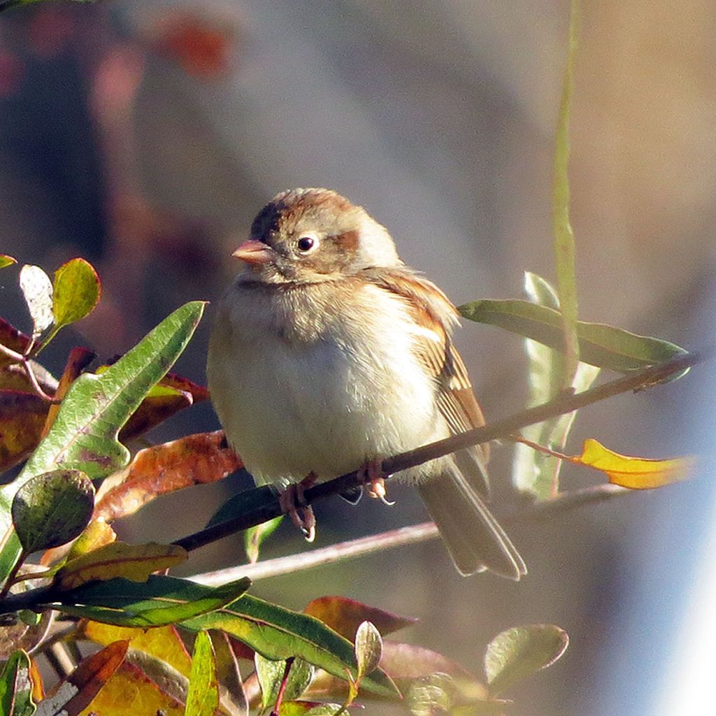 FIELD SPARROW