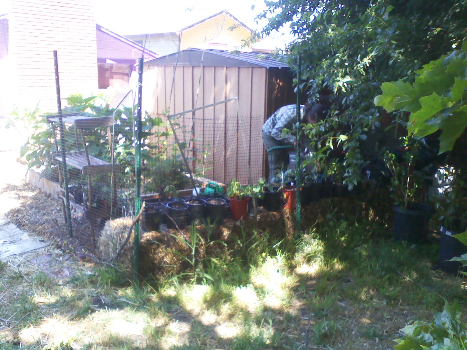 Food Forest Farm, West: Food Forest Design