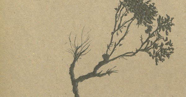 Encarte: Ani DiFranco - Reprieve - Encartes Pop