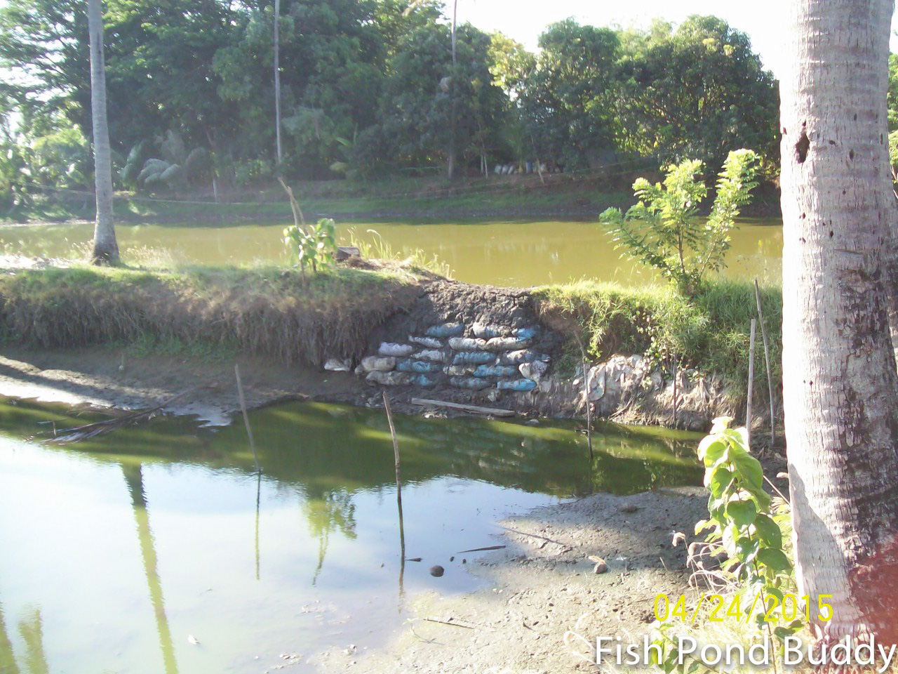 Fish Pond Buddy: Fish Farm Activities