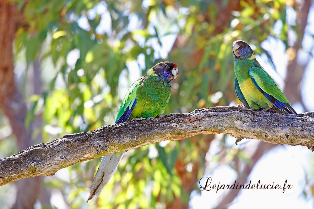 Perruche à collier jaune (Australian Ringneck, Barnadius zonarius)