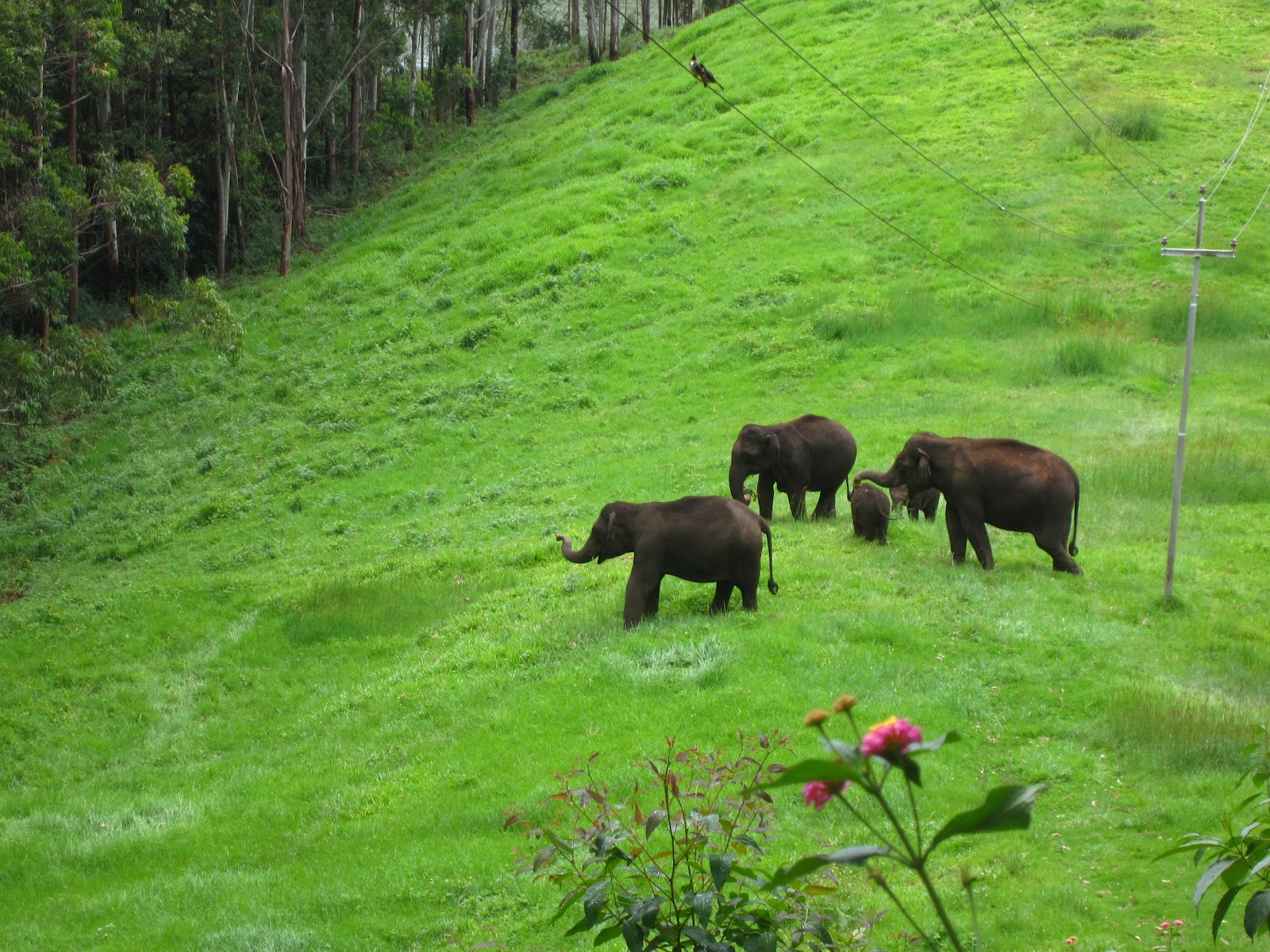 Incredible India: Magical Munnar