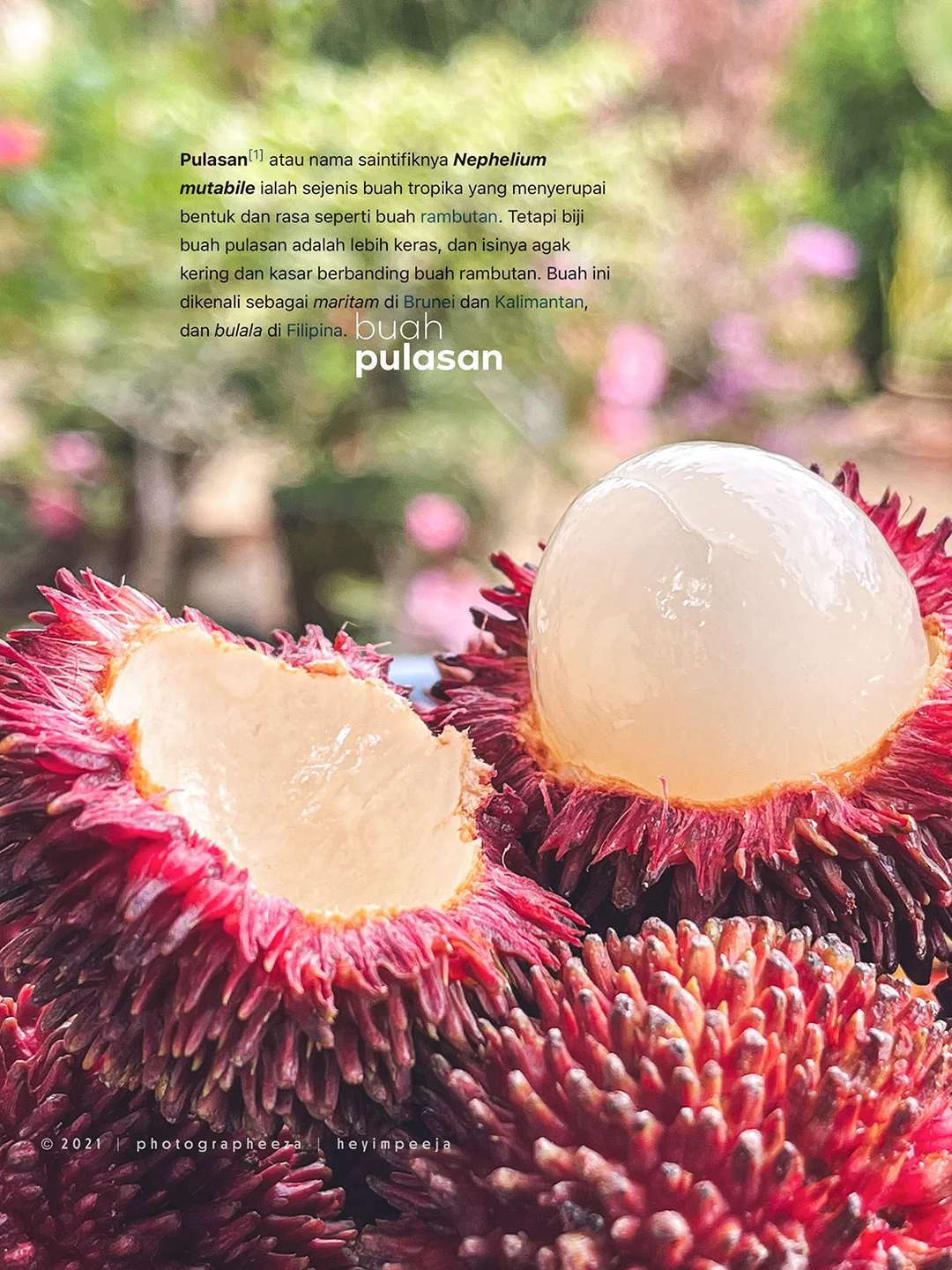 Buah Pulasan Dari Jiran | Blog Sihatimerahjambu