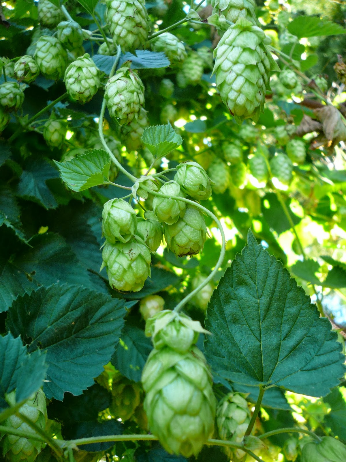 Countryman: Foraging California's Wild Side: Hops Harvest