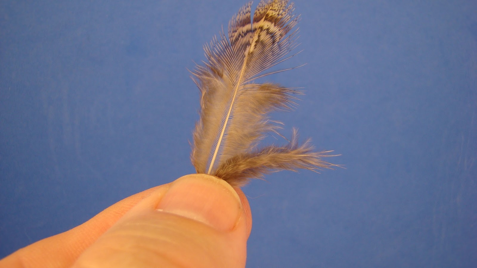 SST Flies: Salmon Steelhead and Trout Fly Tying: Filoplume Soft Hackle