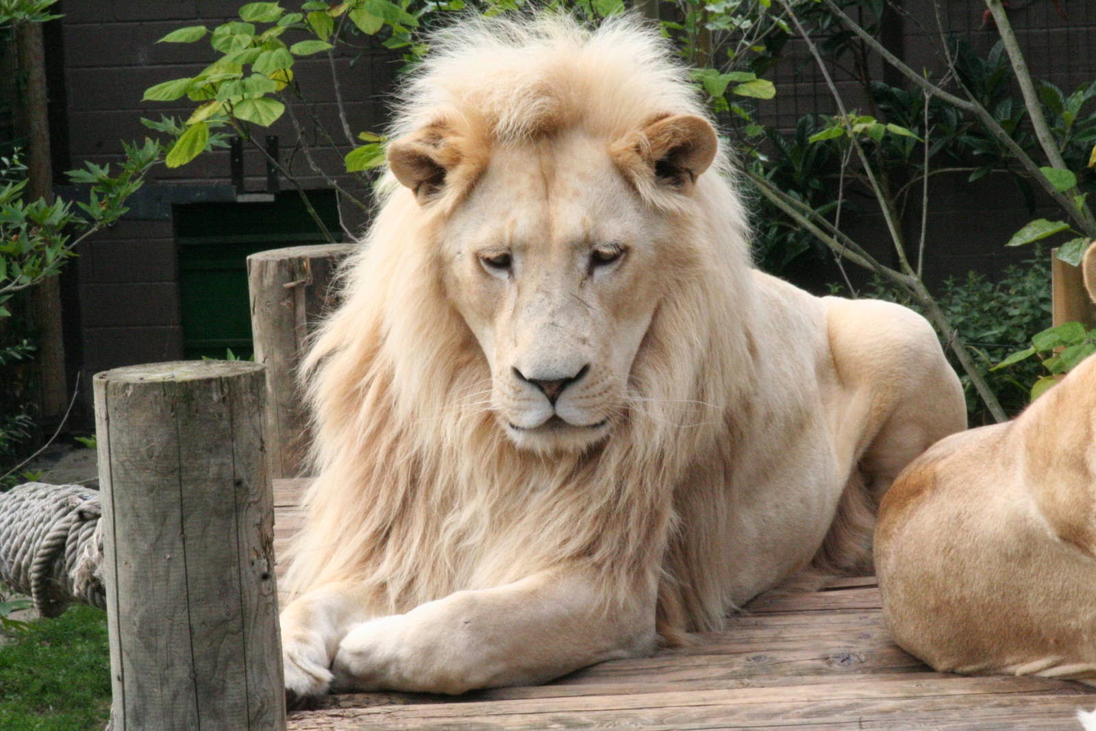El León, el animal más salvaje del mundo