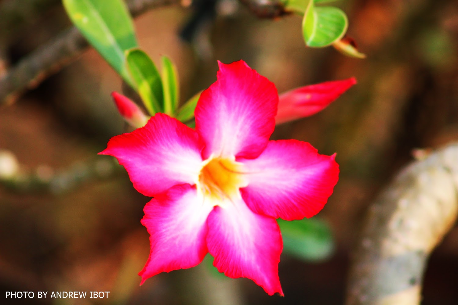 Ako si ANDREW IBOT!: Kalatsutsi (Plumeria acuminata Ait)