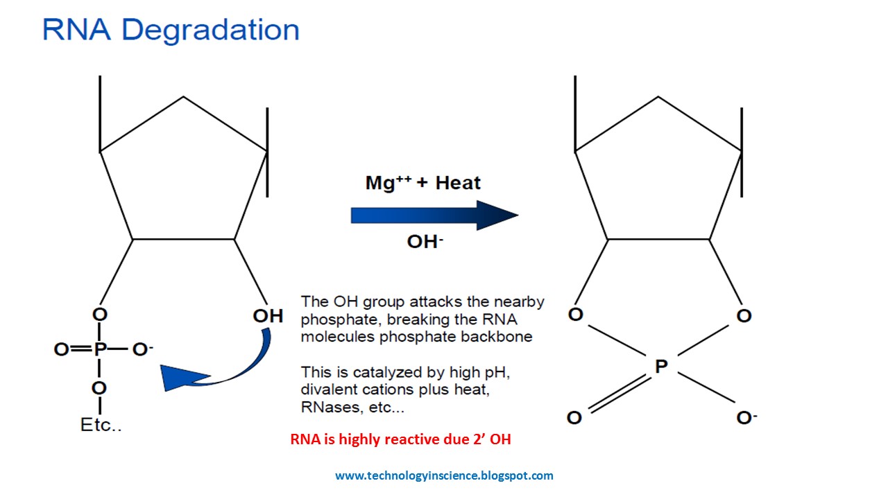 Bio-Resource: RNA Degradation - Mechanism