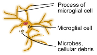 BtB#7: Immune cells of Central Nervous System