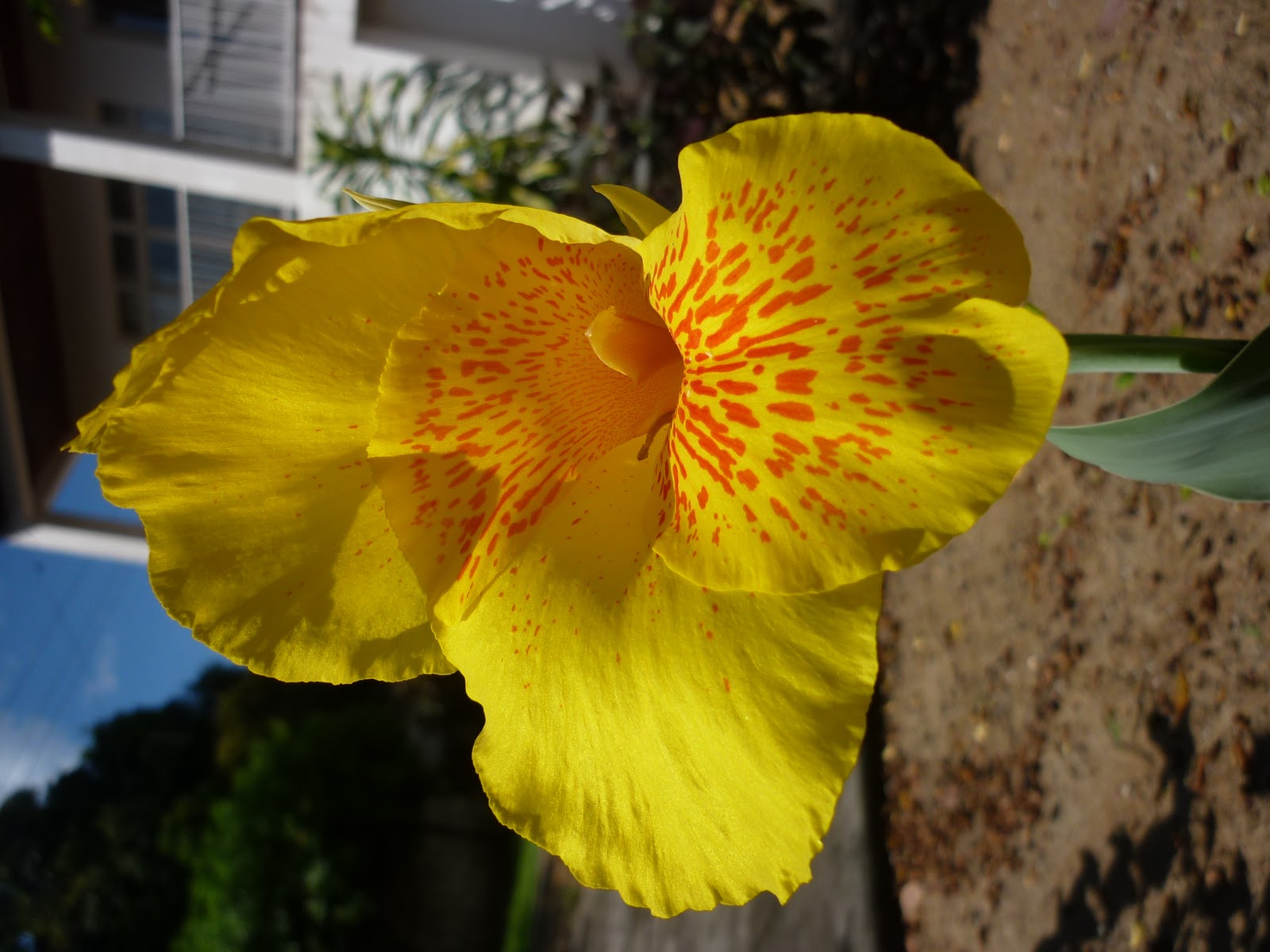 Amazonia Legal Brasileira: Flor Amarela